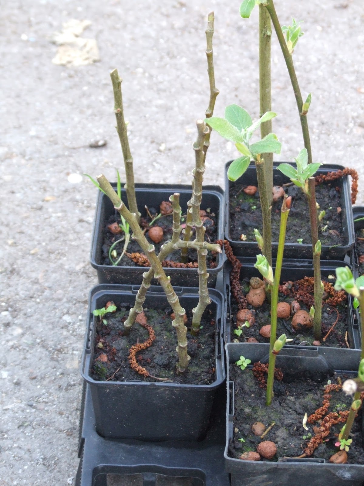 Over Wilgen: Nog een keertje boswilgen stekken.