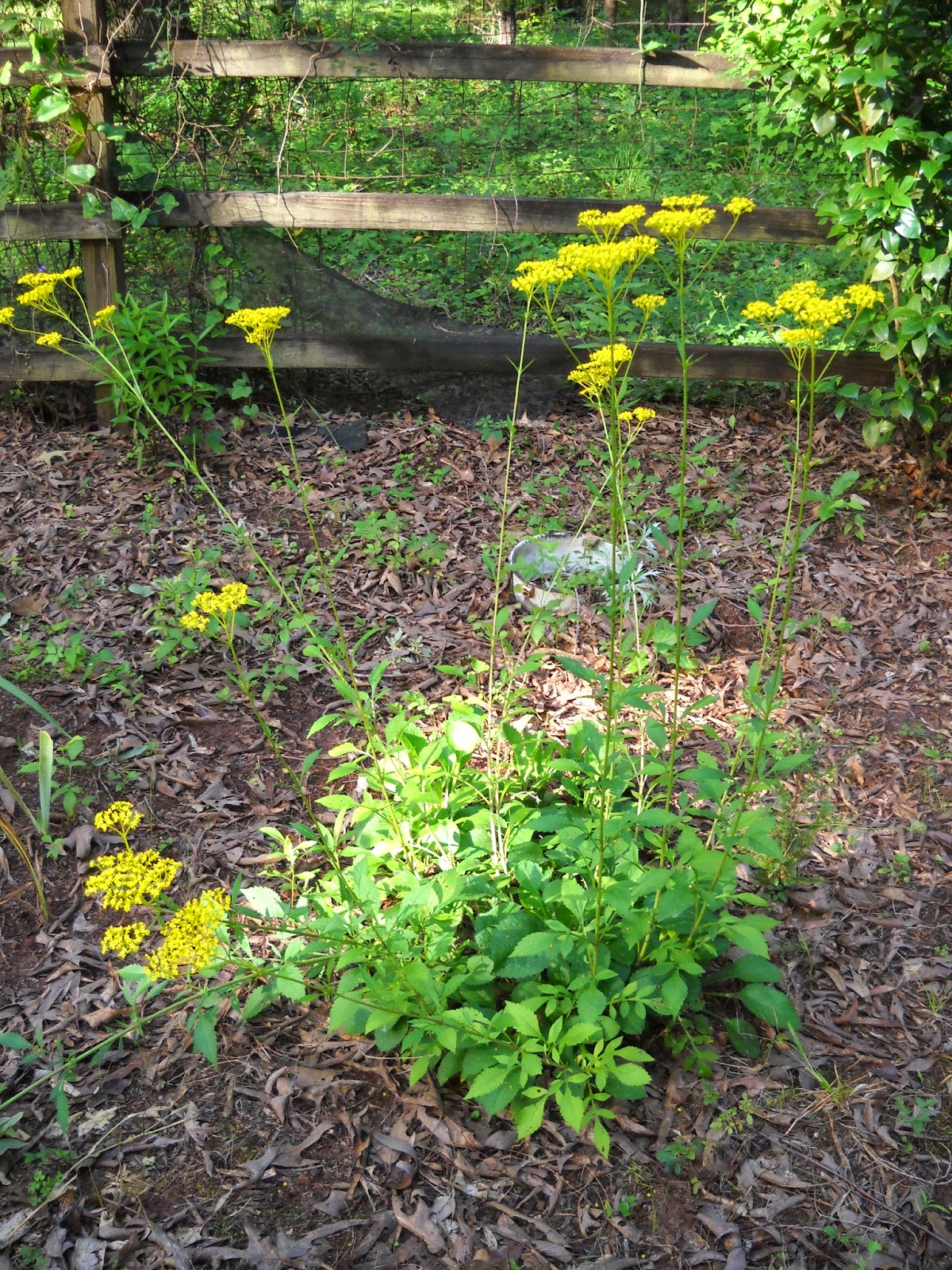 Gold Hill Plant Farm: Golden Lace (Patrinia scabiosifolia)