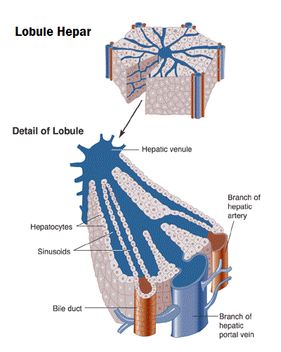 Sirosis Hepatis ~ Informasi Kedokteran Dan Kesehatan