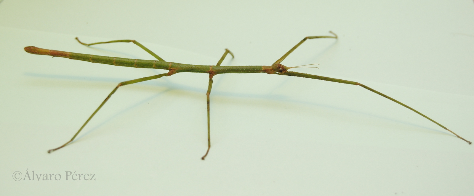 CLONOPSIS: Ramulus artemis