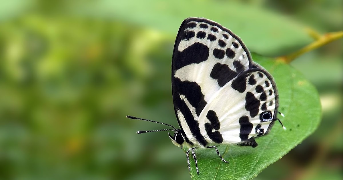 Butterflies Of Kerala: Banded Blue Pierrot (Discolampa ethion) നീലവരയ ...