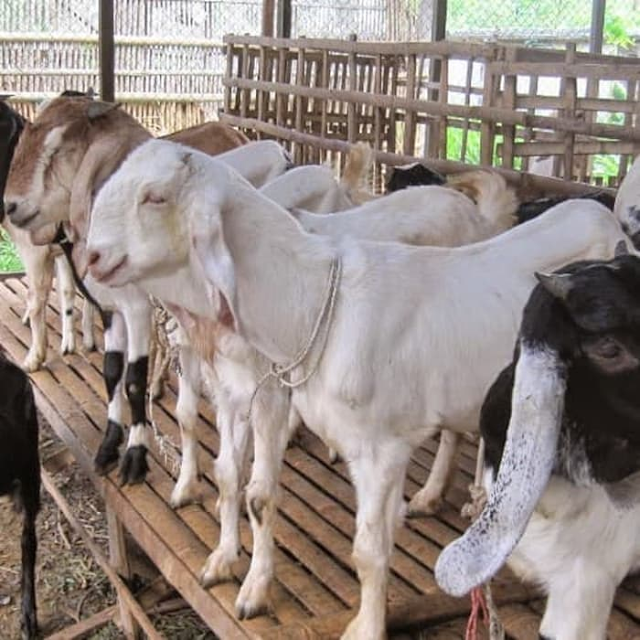 Jual Kambing & Domba Qurban