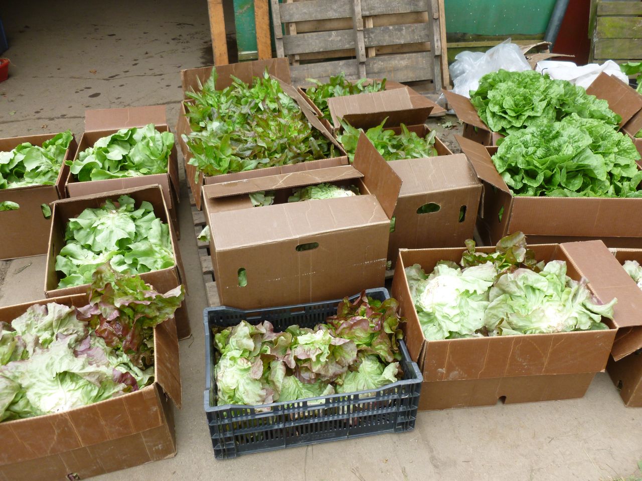 Glen Valley Organic Farm: Putting together a CSA box