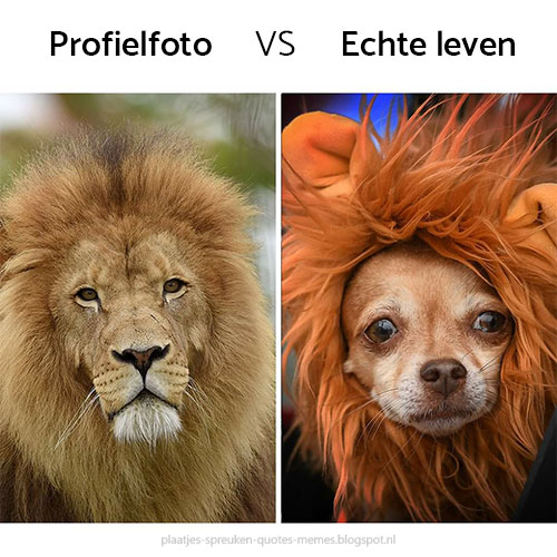 Plaatjes met grappige quotes en afbeeldingen met mooie spreuken om te ...