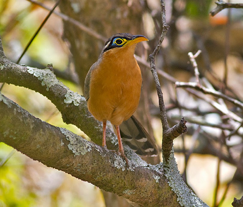 Bellas Aves de El Salvador: Morococcyx erythropygus (cuclillo terrestre ...