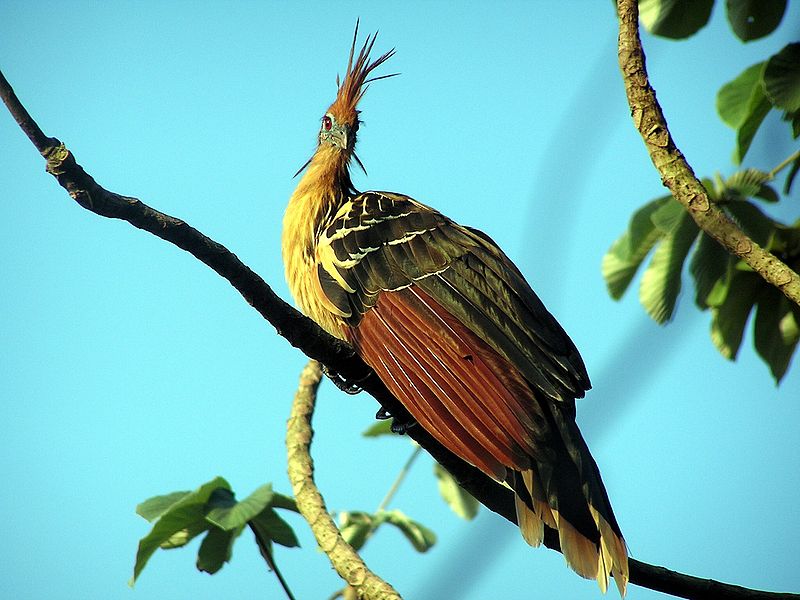 Hoatzin | Bird Basic Facts & Lovely Pictures | Beauty Of Bird