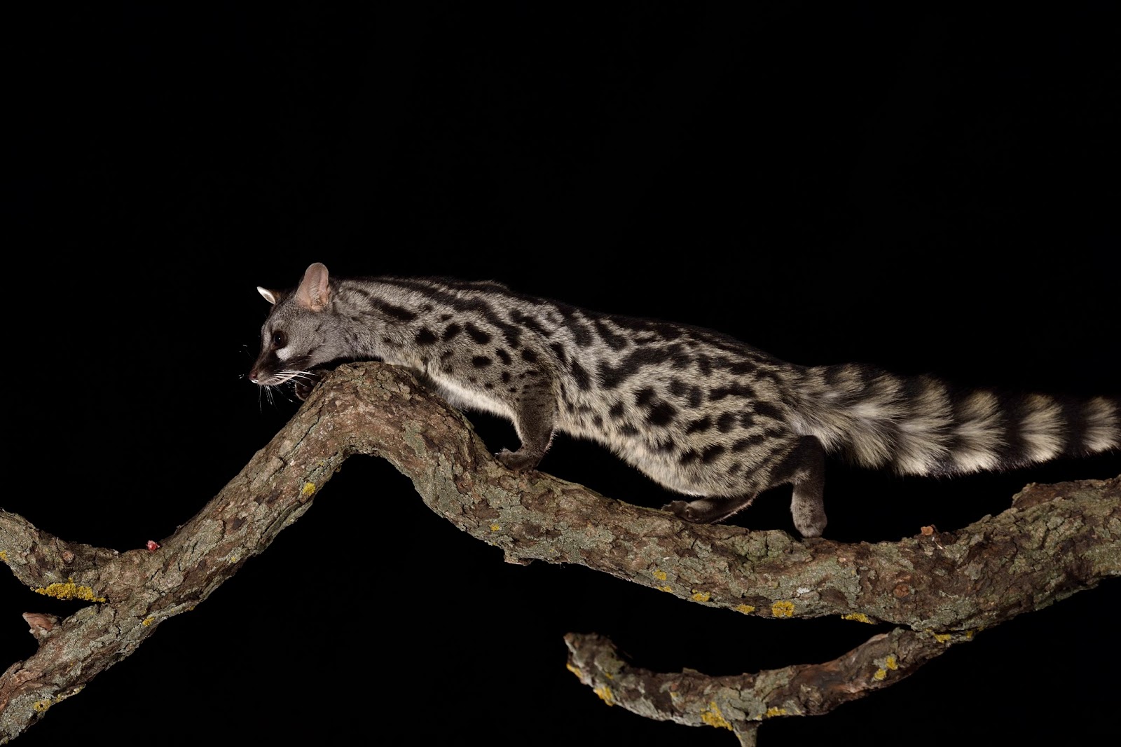 PHOTONATURE: Jineta (Genetta genetta)