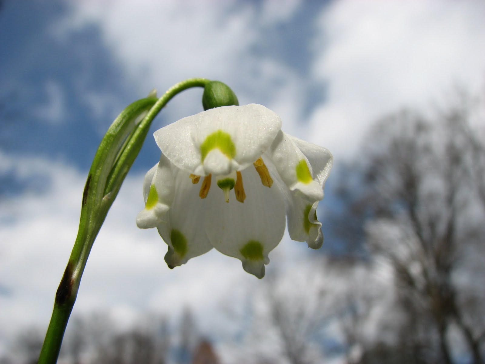 VALSUL VIETII: A VENIT FRUMOASA PRIMAVARA