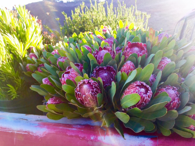 A Passion for Flowers: In the Field: Protea Red Baron