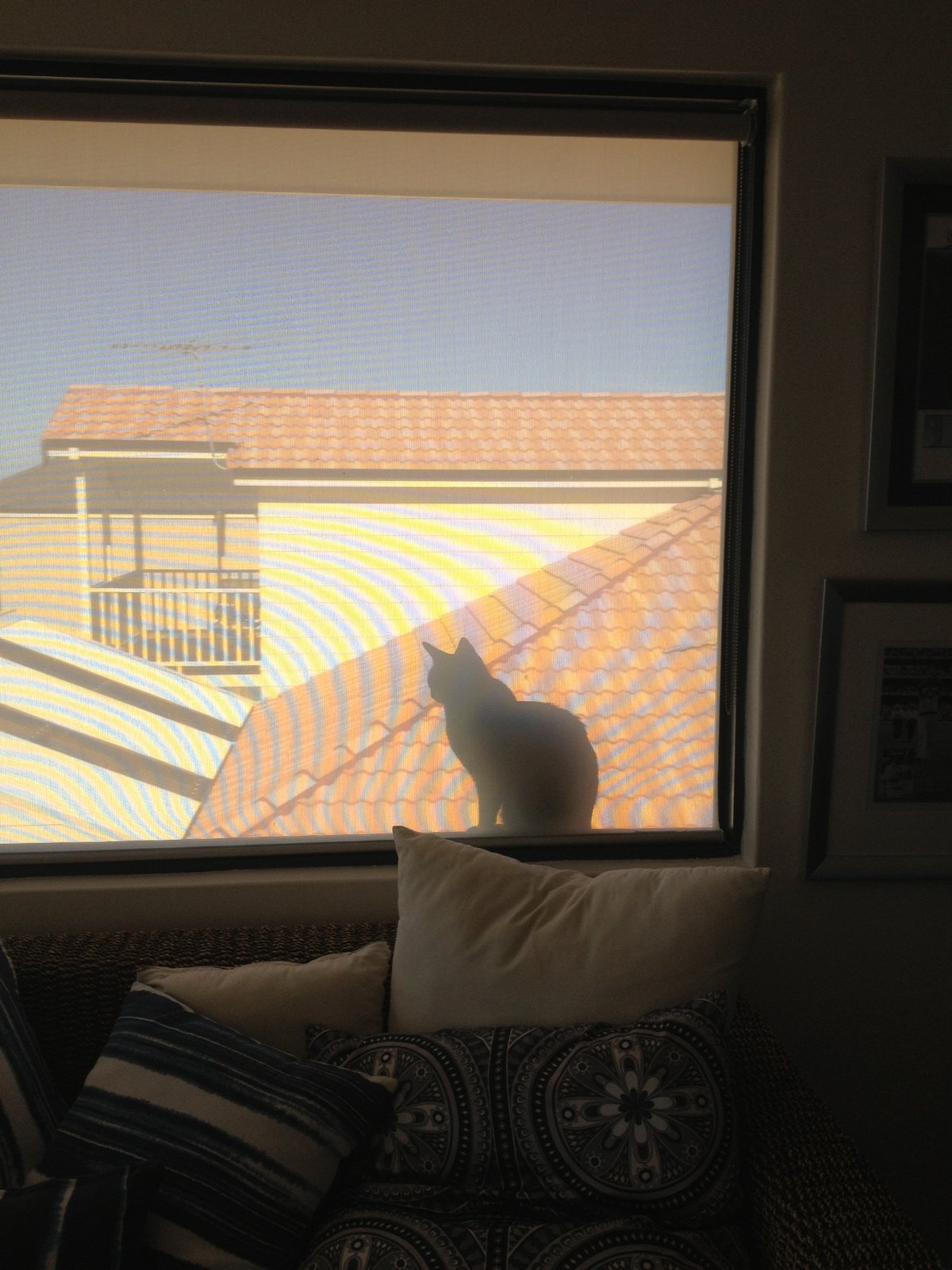 Ann Steer Gallery - Beach Paintings and Ocean Art: Felix the Dare Devil