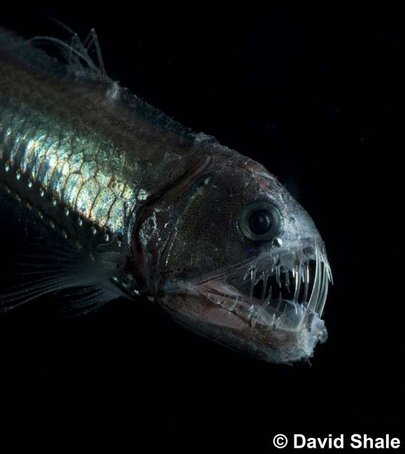 An Approach to Style: Twilight Zone