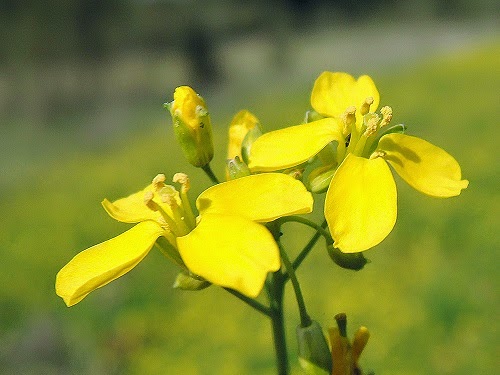 BIODIVERSIDAD COSTA GRANADINA Y...: Jaramago (Diplotaxis catholica)