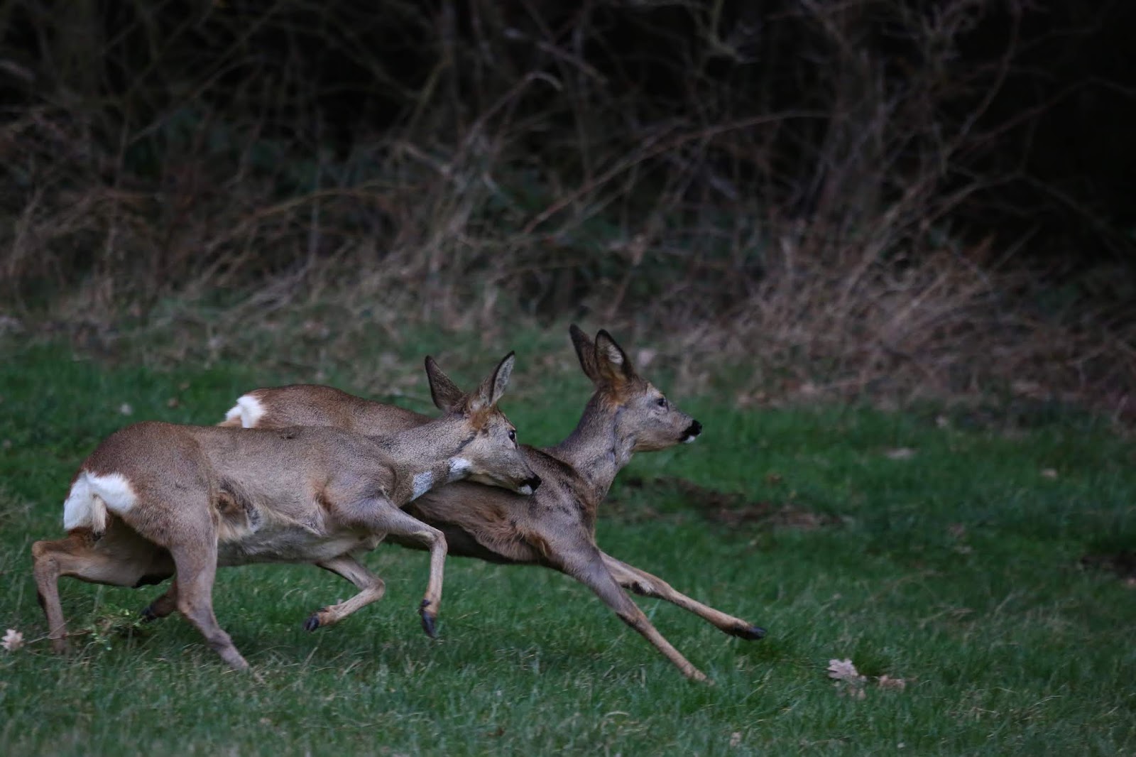 YLVA: Rehe und Bock im Bast in Hilkerode / Roe deer and buck with bast ...