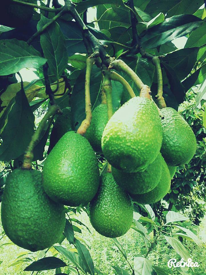 Riqueza Natural (Conoce lo que produce Maya) - Maya paraíso de las ...