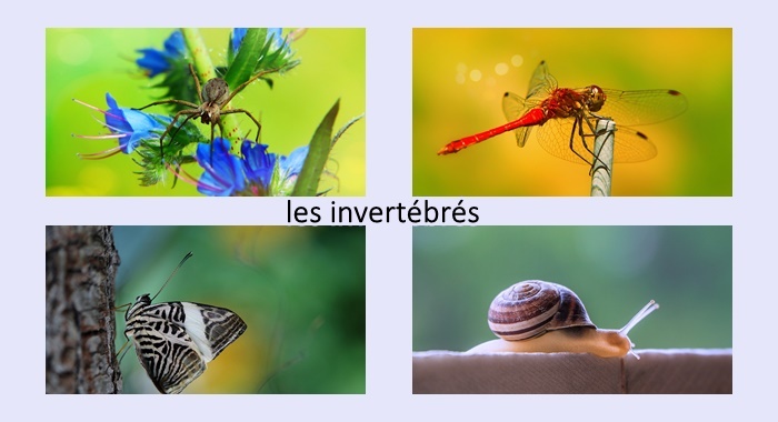Vocabulaire - les invertébrés