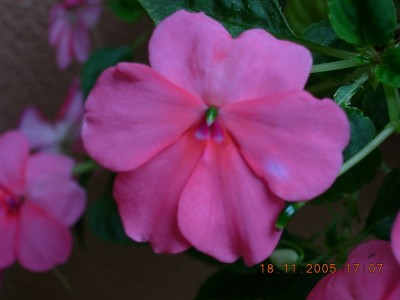 Imágenes de flores y plantas: Alegría