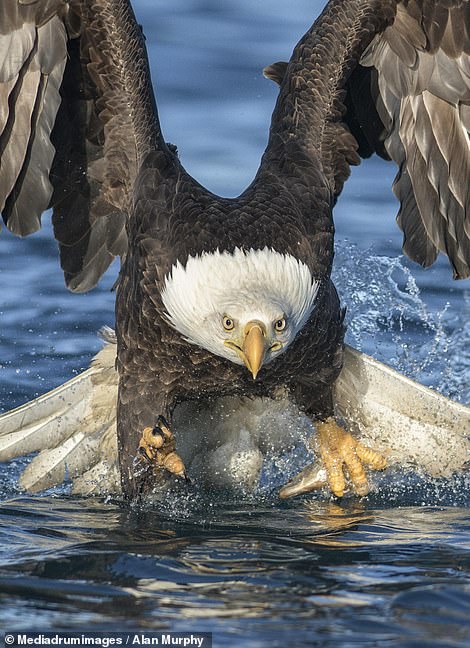 Saat Bernilai Rakaman Helang Botak Menangkap Ikan Di Laut