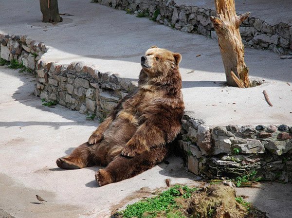 30 animals sitting like humans (30 pics) | Amazing Creatures