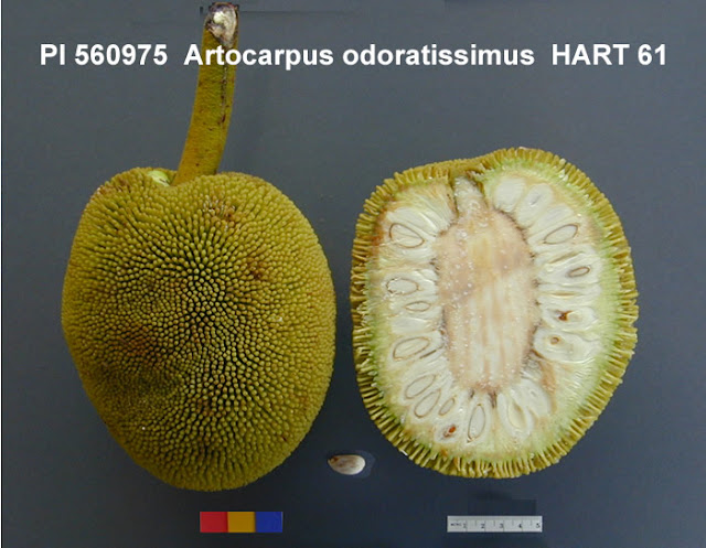 Buah Buahan Borneo, Terap |MyRokan