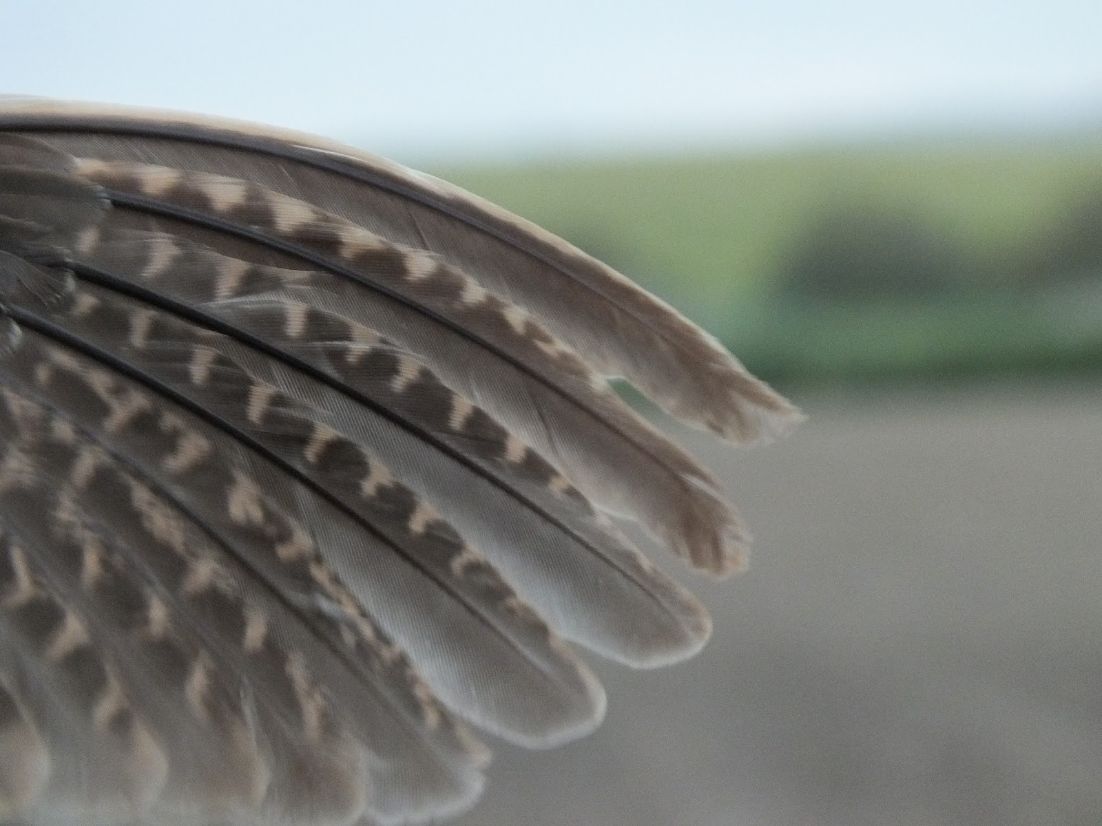 Bird ring Al-andalus: Codorniz Francesa recuperada. French Quail recovered.