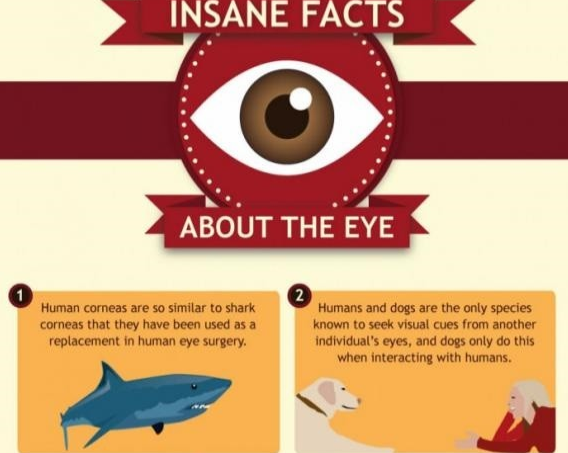 You don't know half how good your eyes are (and here's 50 ways how)