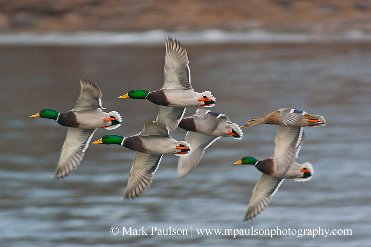 MAP Artistic Photography: Photo of the Day: Mallard Flock on the Wing ...