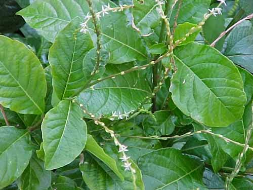 El Secreto: Anamú y sus propiedades (Fitoterapia)