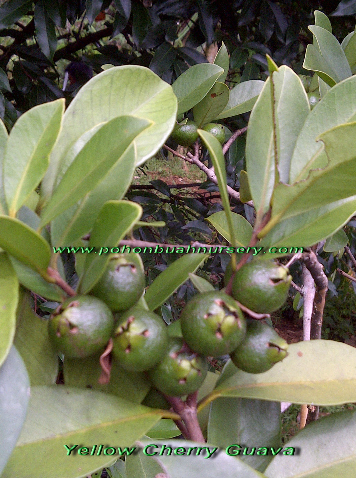 PBN: Yellow Cherry Guava