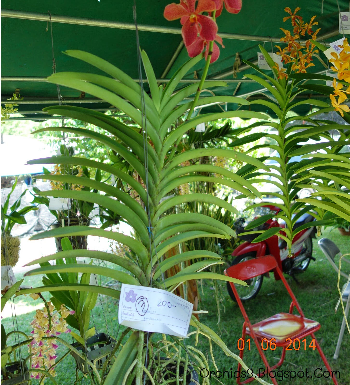 Orchids Flowers Pictures Bulbophyllum Vanda Cattleya Cymbidium ...