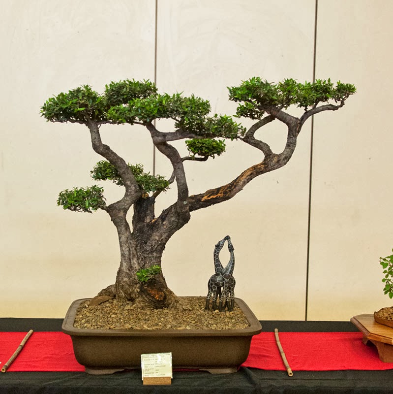 Walter Pall Bonsai Adventures: Back from South Africa