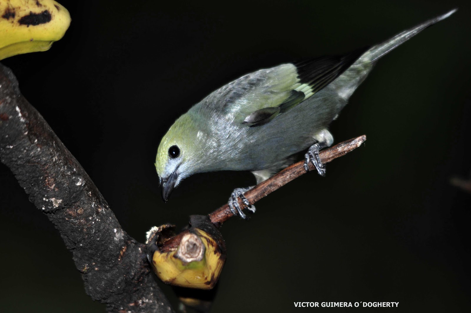 Mis imágenes de aves: OTRAS FOTOS DE TANGARAS PERUANOS