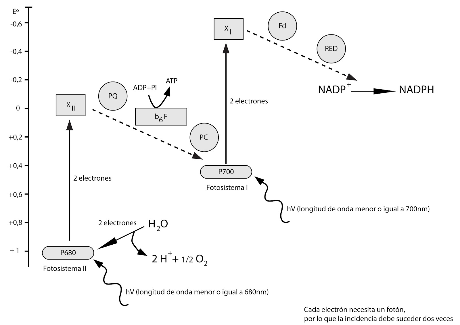el moderno prometeo: Fotosíntesis