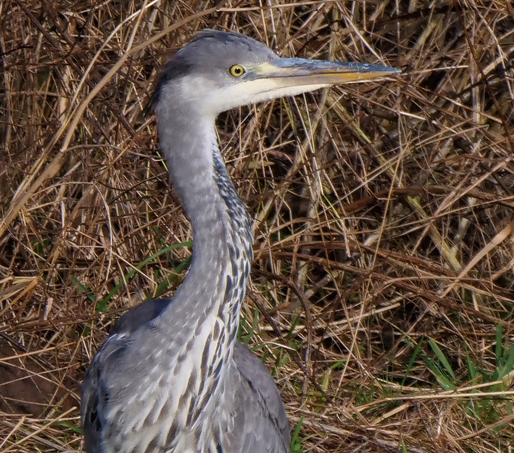 Brian Rafferty...Wildlife Photographer: New Year 2020..Highlights