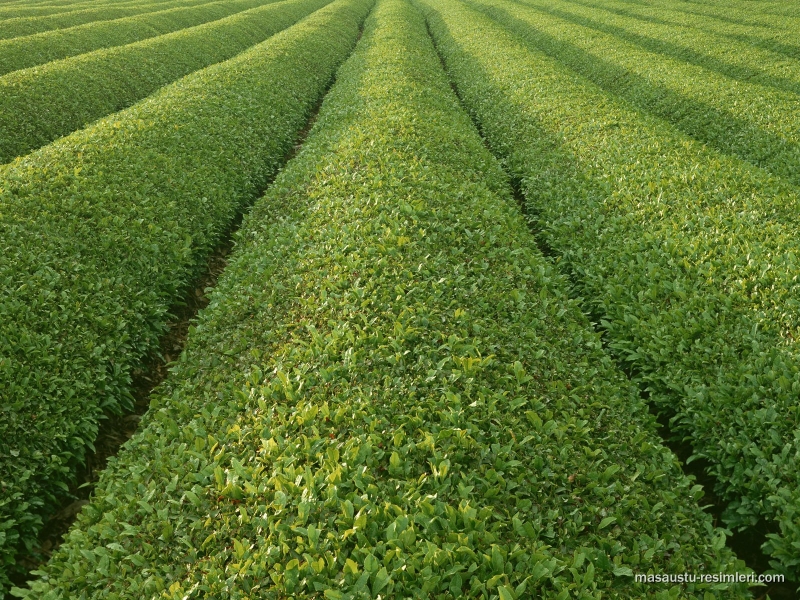TARLA RESİMLERİ-Manzaralar
