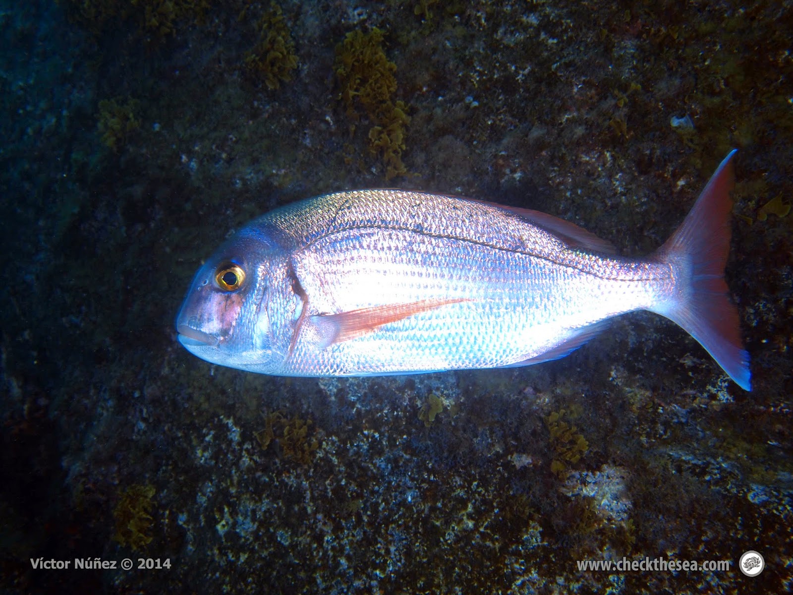 Check the Sea. Web de buceo y fotografía submarina de las Islas ...