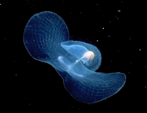 Real Monstrosities: Sea Butterfly