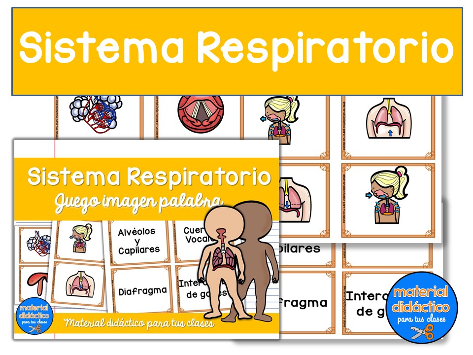 El sistema Respiratorio - Material Didactico para tus clases