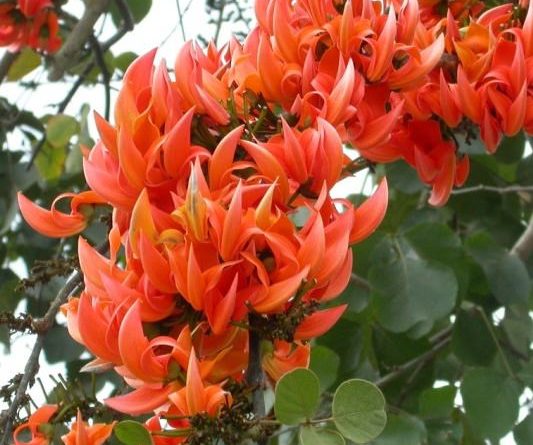 మీ జన్మ నక్షత్రం ప్రకారం ఏ చెట్టు నాటితే మంచిదో తెలుసా ? Nakshatra ...