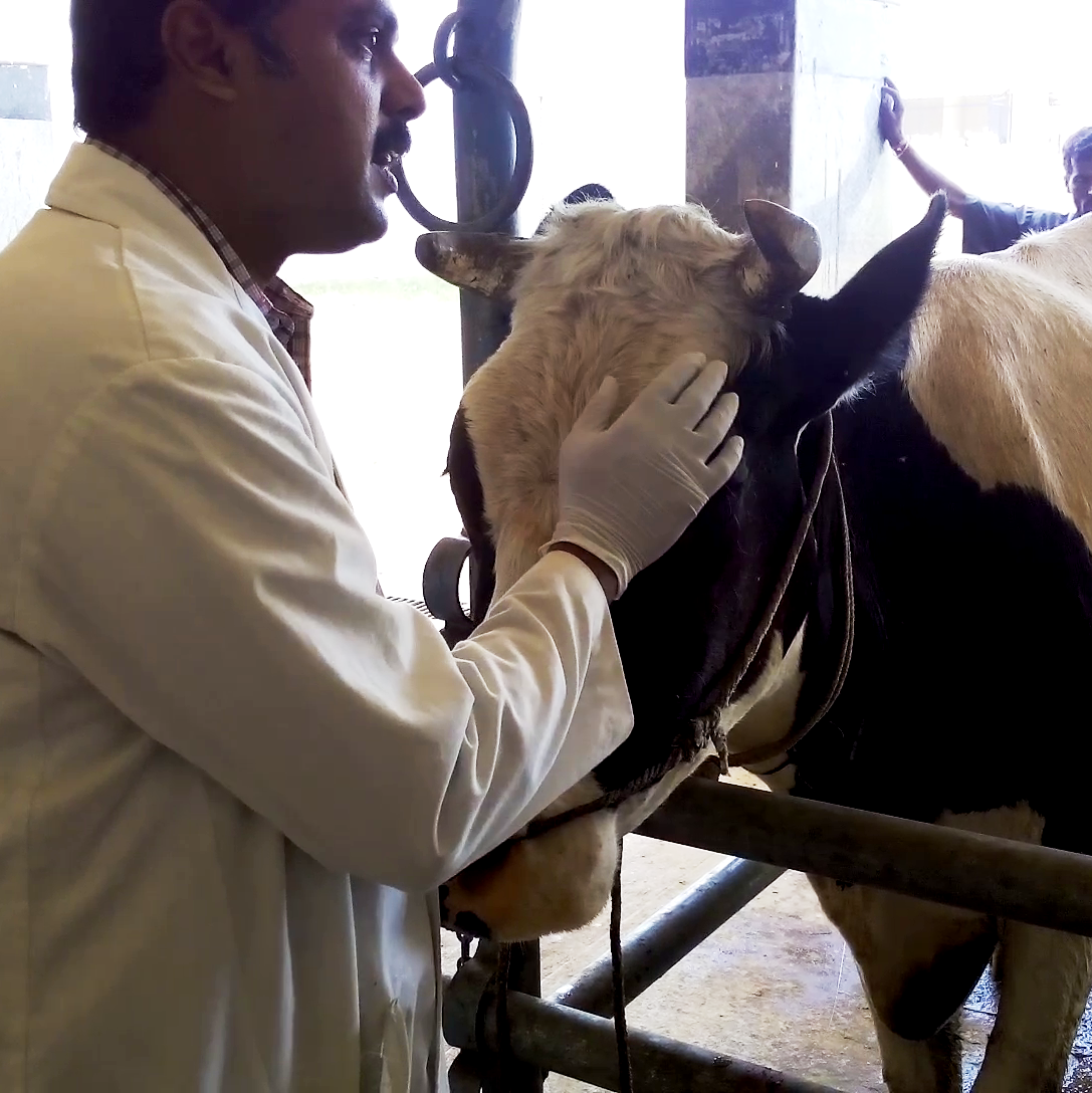 drssnairvetblogs: PRINCIPLES OF BEHAVIORAL RESTRAINT AND PAINLESS ...