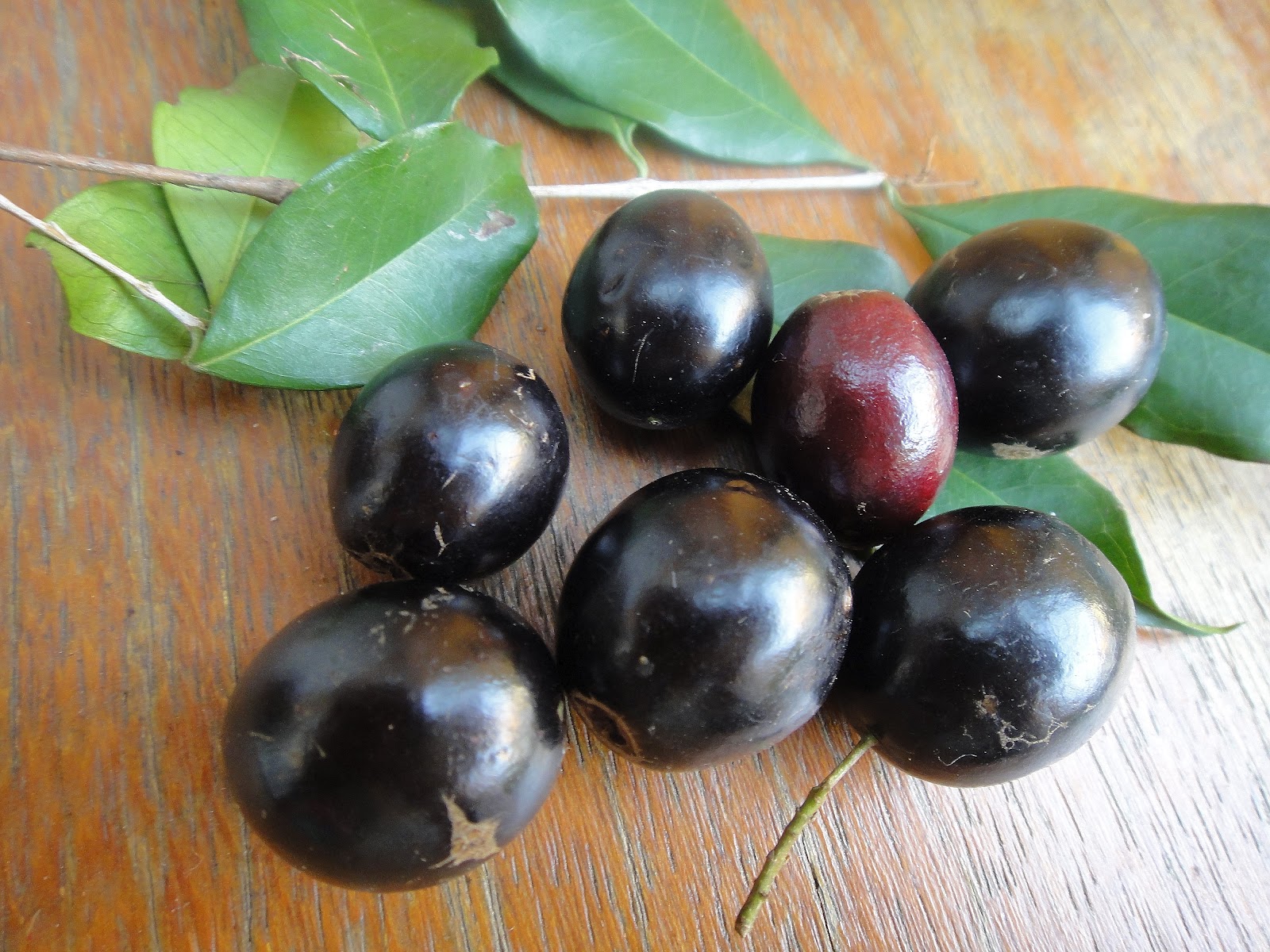 come-se: Cereja-de-joinville, murtinha, cambuí-roxo