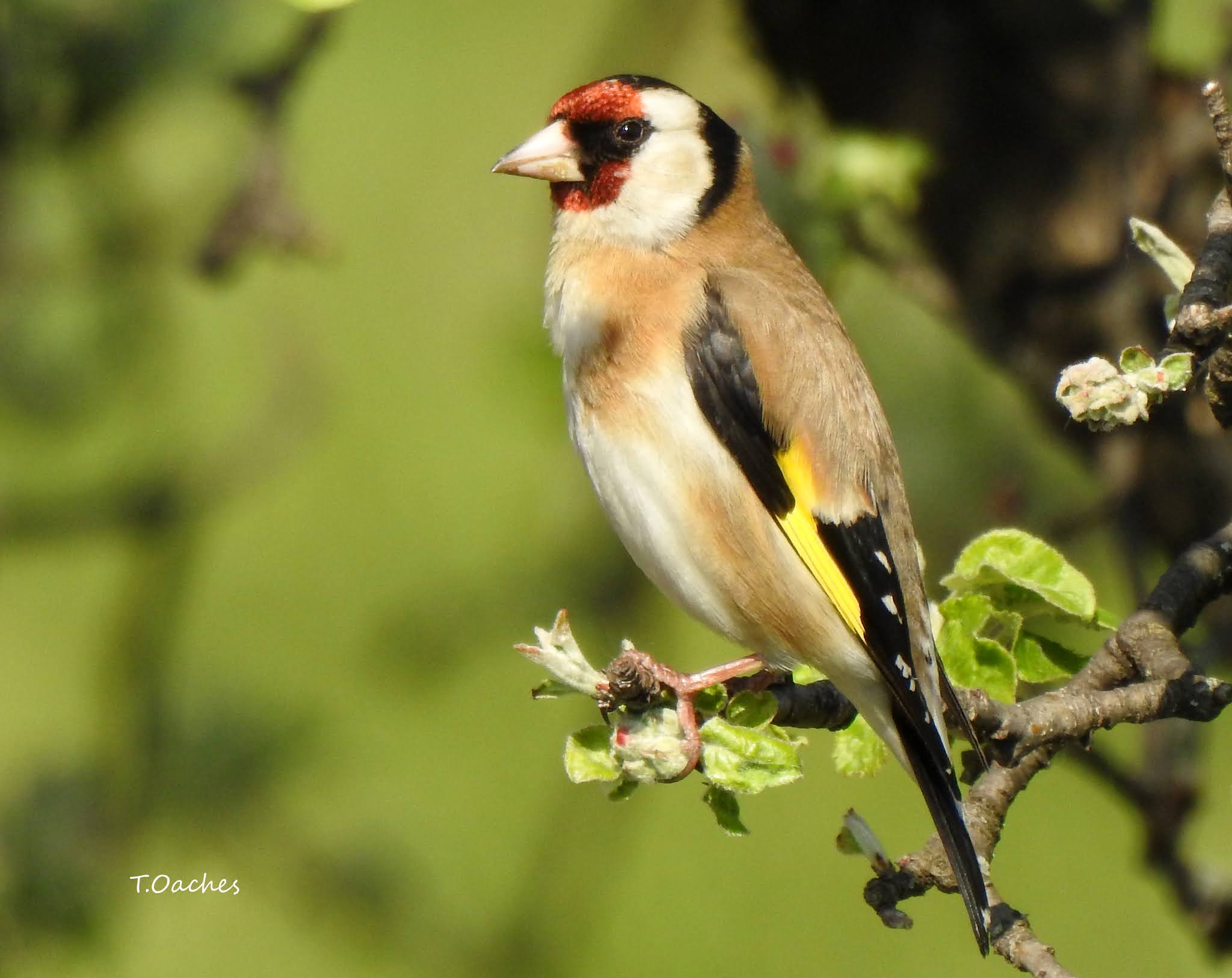 PASARI DIN ROMANIA: STICLETE(1), Carduelis carduelis