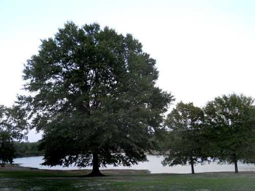 Cochino Lodge Weddings: Glamorous Wedding of Kristina and Adam at ...