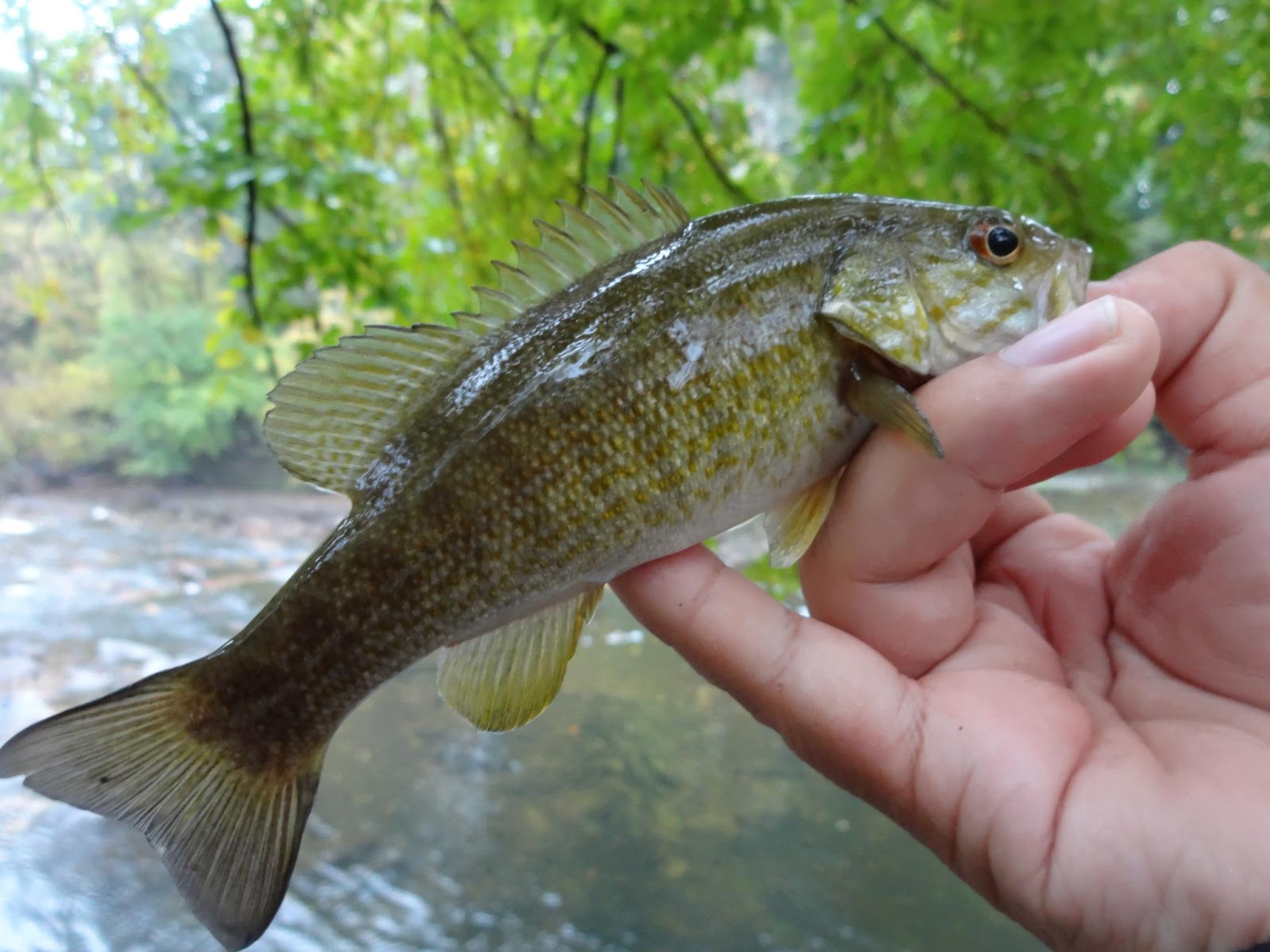 Extreme Philly Fishing: Multi-Species: 2 Years of Fishing in ...