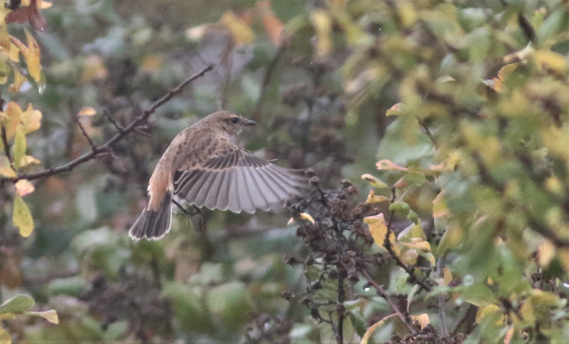 Non-Stop Birding: Apparent Stejneger's Stonechat