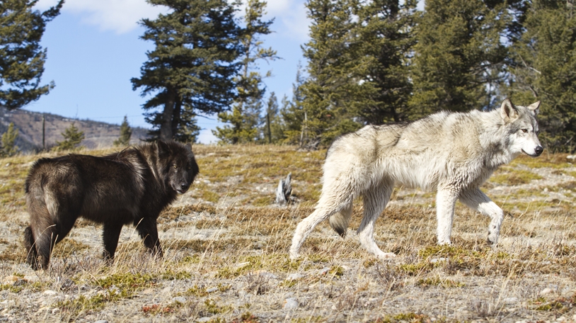 White Wolf : Washington State Officials to Kill Wolf Families to ...