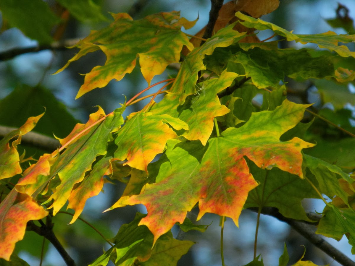 LA MULTI ANI, ROMANIA!: Frunze colorate