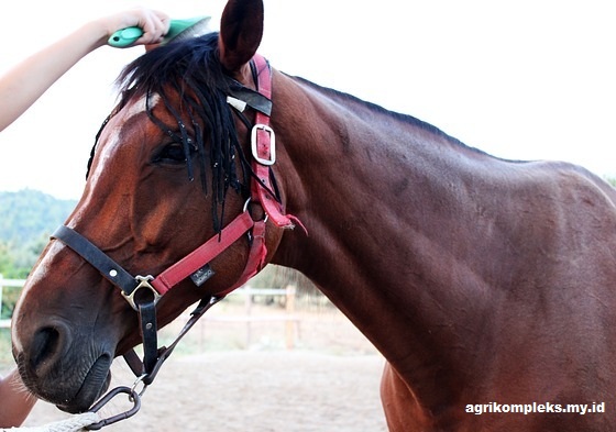 Cara Merawat Bagian Tubuh Kuda - Agribisnis Agrokompleks