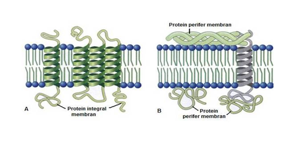 Membran plasma | Pustaka Pandani