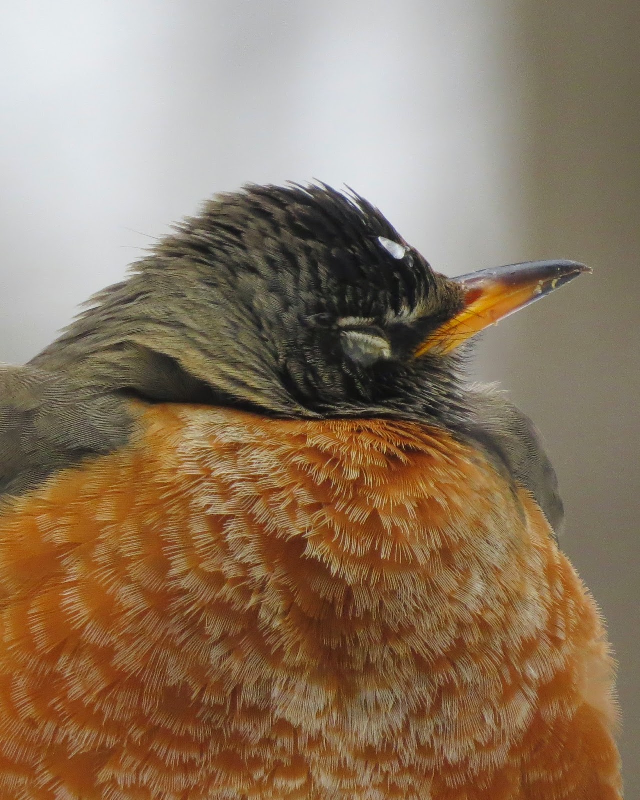 Things with Wings: Puffed Up Bird Contest