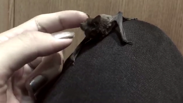 White Wolf : Little bat comes back every night to visit the rescuer who ...